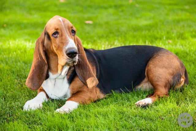 Basset Hound | Pedigree Pets Basset Hound | Pedigree Pets